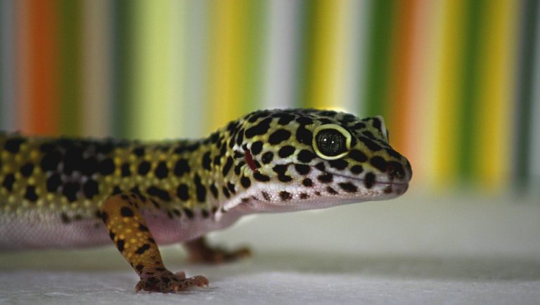 Geco: cosa mangia, quanto vive e perchè porta fortuna in casa